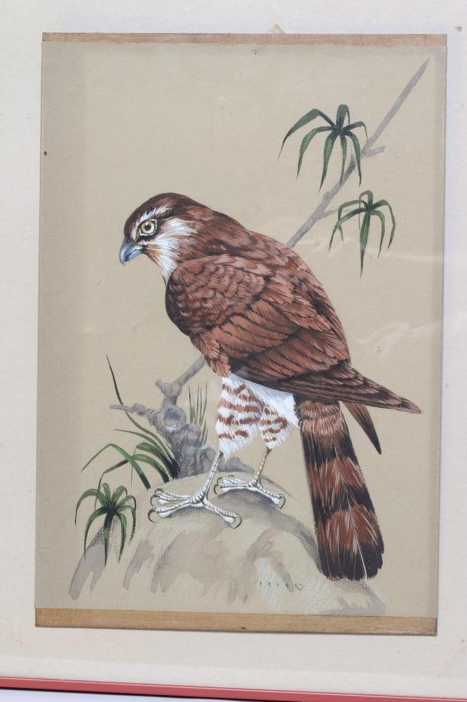 John crank (1923-2003) sparrowhawk, signed, watercolour and gouache, 14 ...