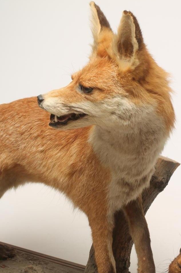 A taxidermy fox | Hartleys Auctioneers & Valuers
