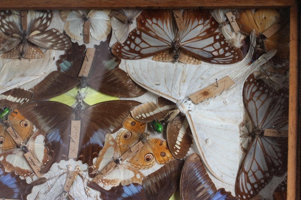 A cased lepidoptery/entomological display | Hartleys Auctioneers & Valuers