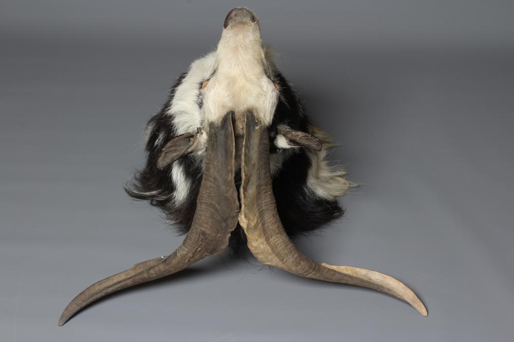 A large taxidermy feral goat mount, with piebald fur and amber glass ...