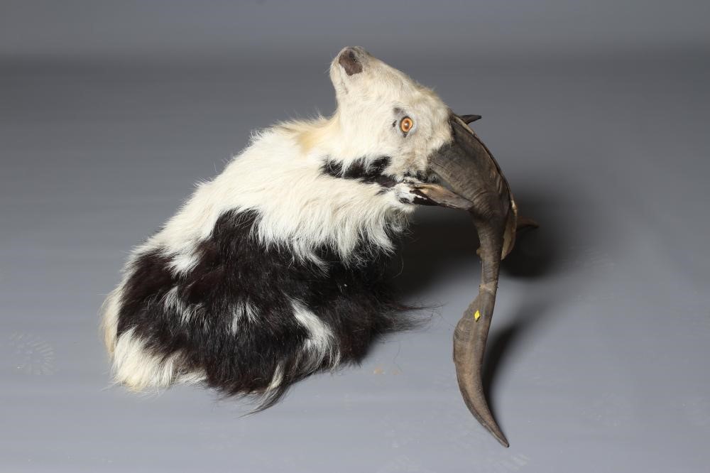 A large taxidermy feral goat mount, with piebald fur and amber glass ...