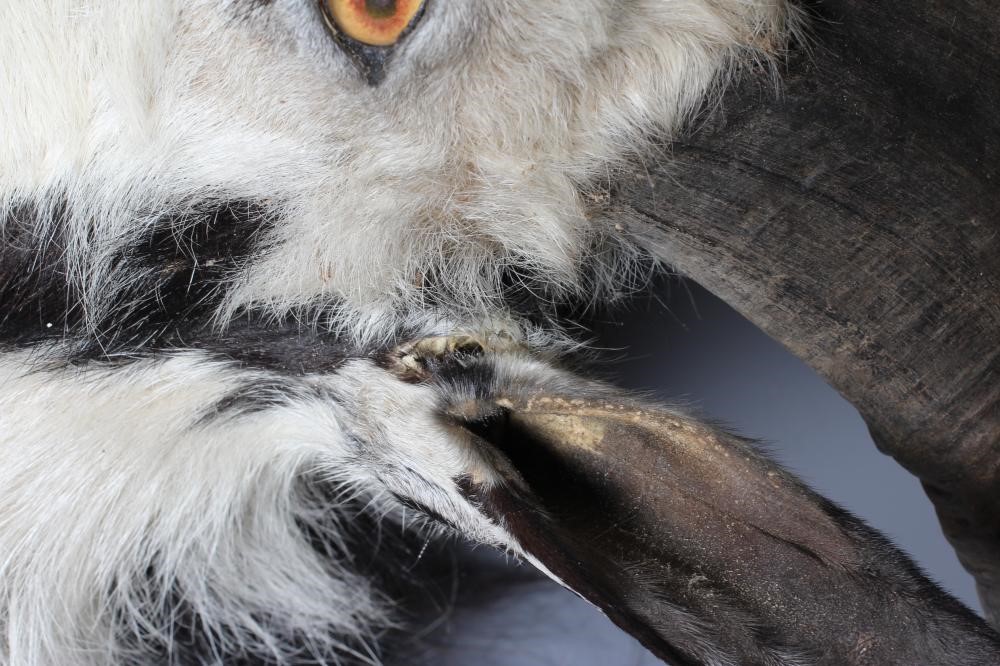 A large taxidermy feral goat mount, with piebald fur and amber glass ...