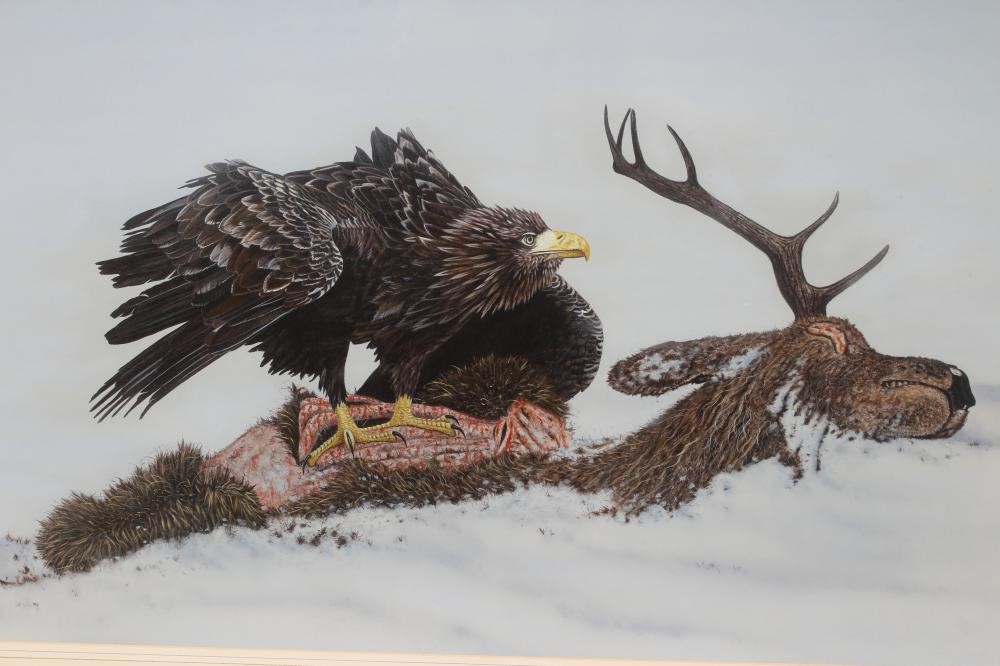 Michael demain (b.1958) golden eagle on a fallen stag, gouache, signed ...