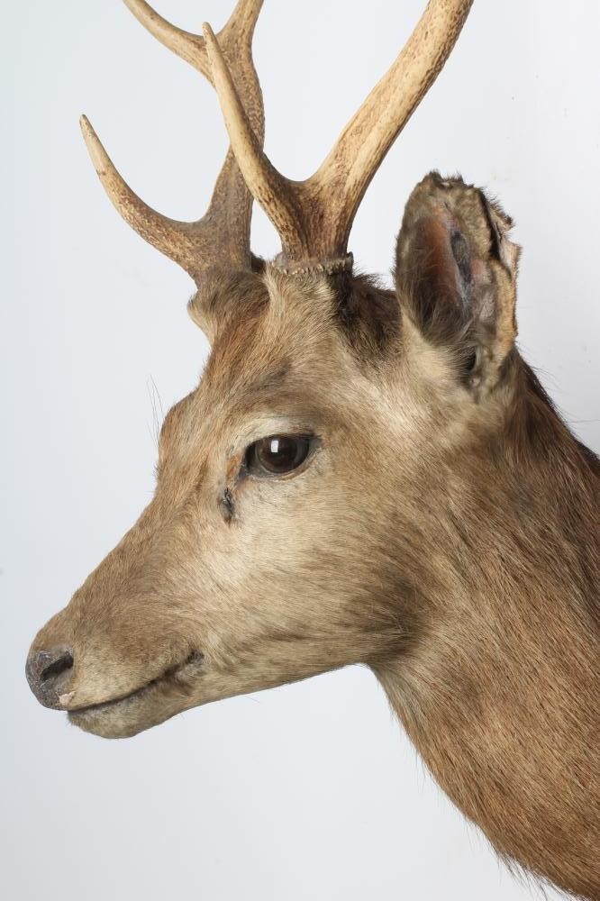 A taxidermy sika stag neck & head mount | Hartleys Auctioneers & Valuers