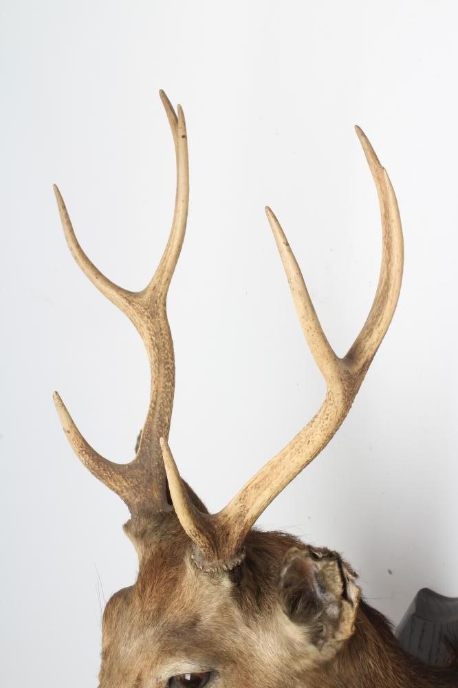 A taxidermy sika stag neck & head mount | Hartleys Auctioneers & Valuers
