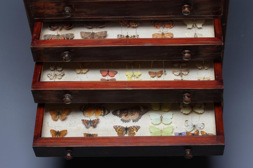 A lepidopterist's cabinet | Hartleys Auctioneers & Valuers