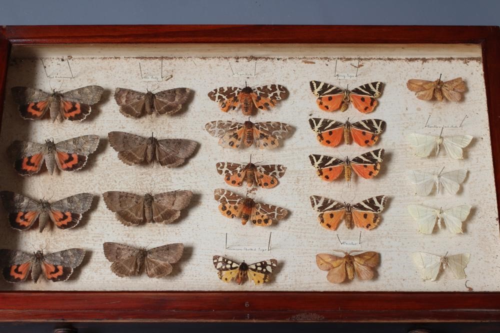 A lepidopterist's cabinet | Hartleys Auctioneers & Valuers