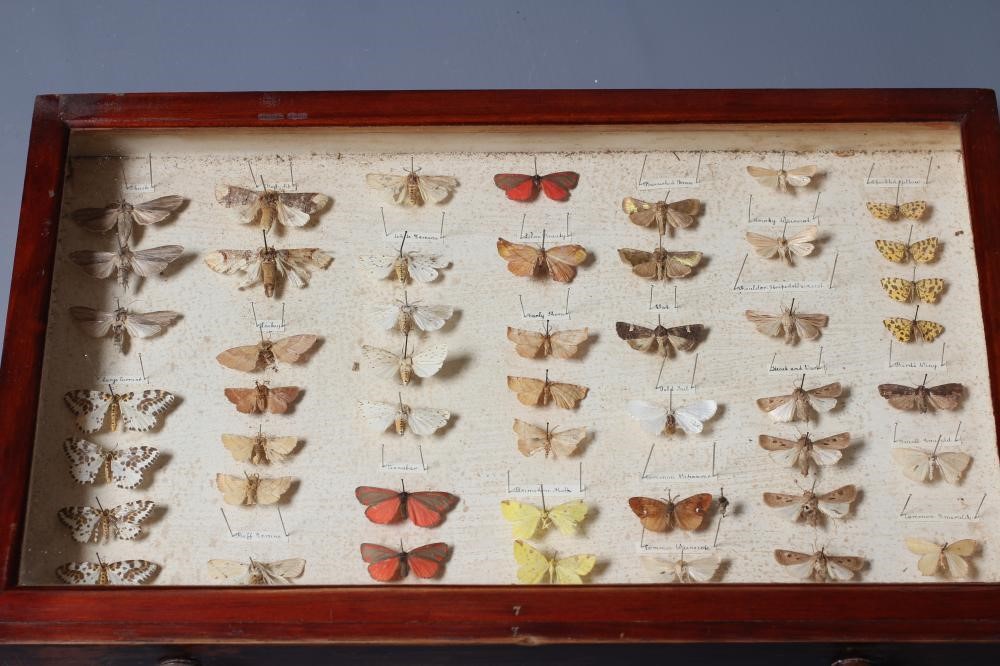 A lepidopterist's cabinet | Hartleys Auctioneers & Valuers