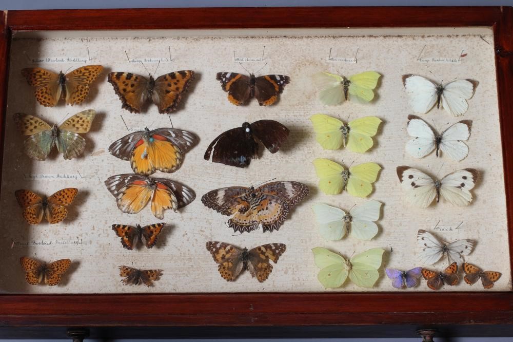 A lepidopterist's cabinet | Hartleys Auctioneers & Valuers
