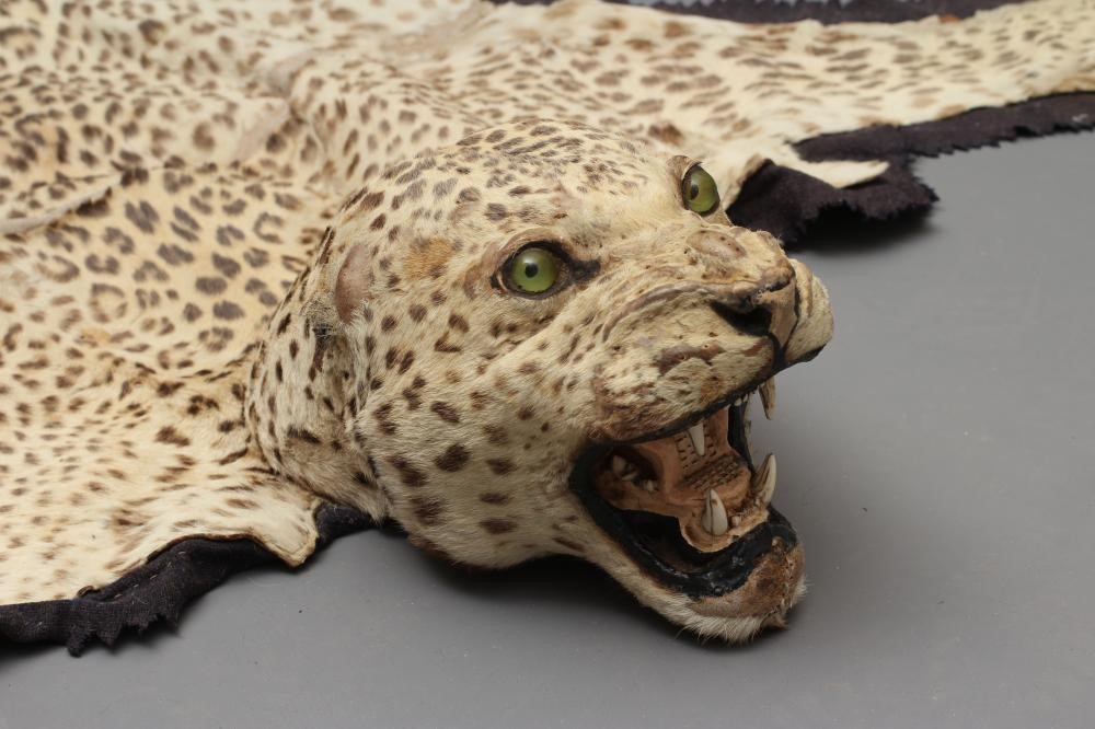 A taxidermy leopard skin head rug | Hartleys Auctioneers & Valuers