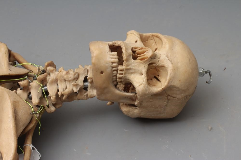 A composition medical/class room skeleton of wired construction, with ...