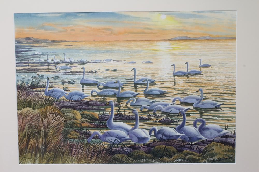 David binns (1935-2020) geese on a shoreline, signed lower right and ...