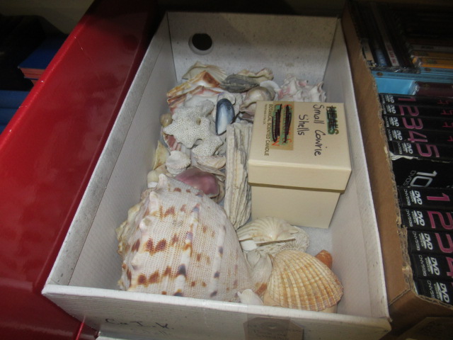 Box of shells | Hartleys Auctioneers & Valuers