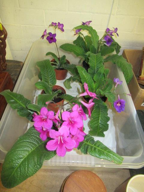 Box of strepto-carpus house plants | Hartleys Auctioneers & Valuers