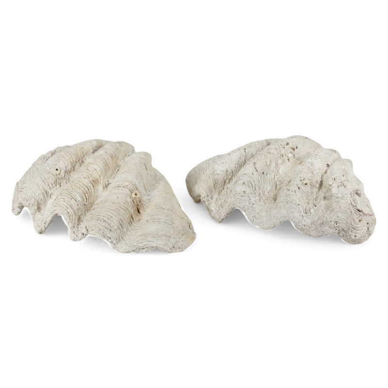 A pair of giant clam shells | Woolley and Wallis