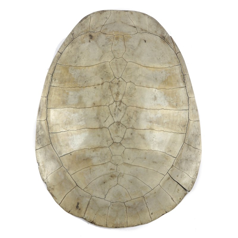 A large south american white river turtle shell | Woolley and Wallis