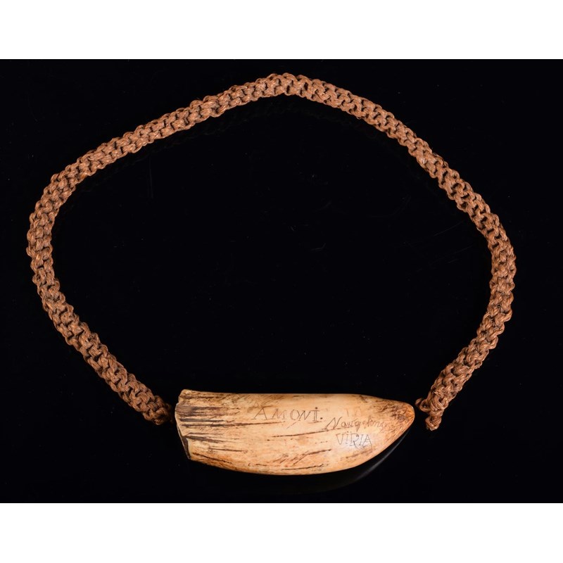A fiji tabua | Woolley and Wallis